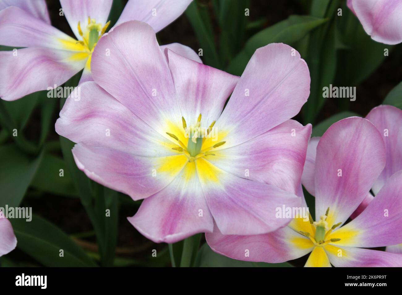 Tulip Folower at Flower Dome, Garden by the Bay, Singapore Stock Photo ...
