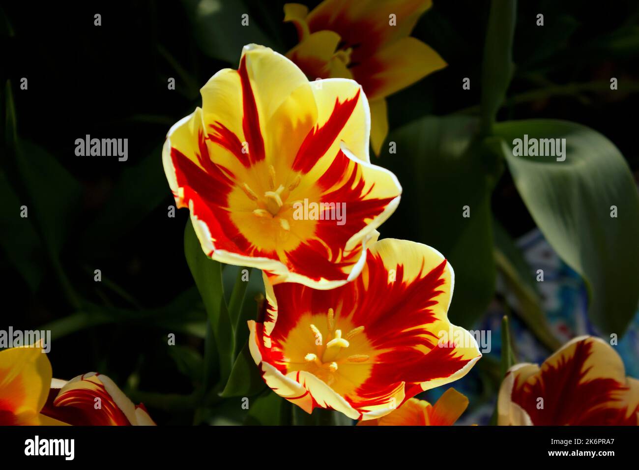 Tulip Folower at Flower Dome, Garden by the Bay, Singapore Stock Photo ...