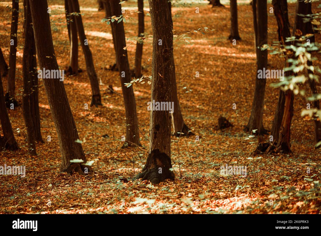 beautiful multicolor fall forest background with trees roots covered by ...