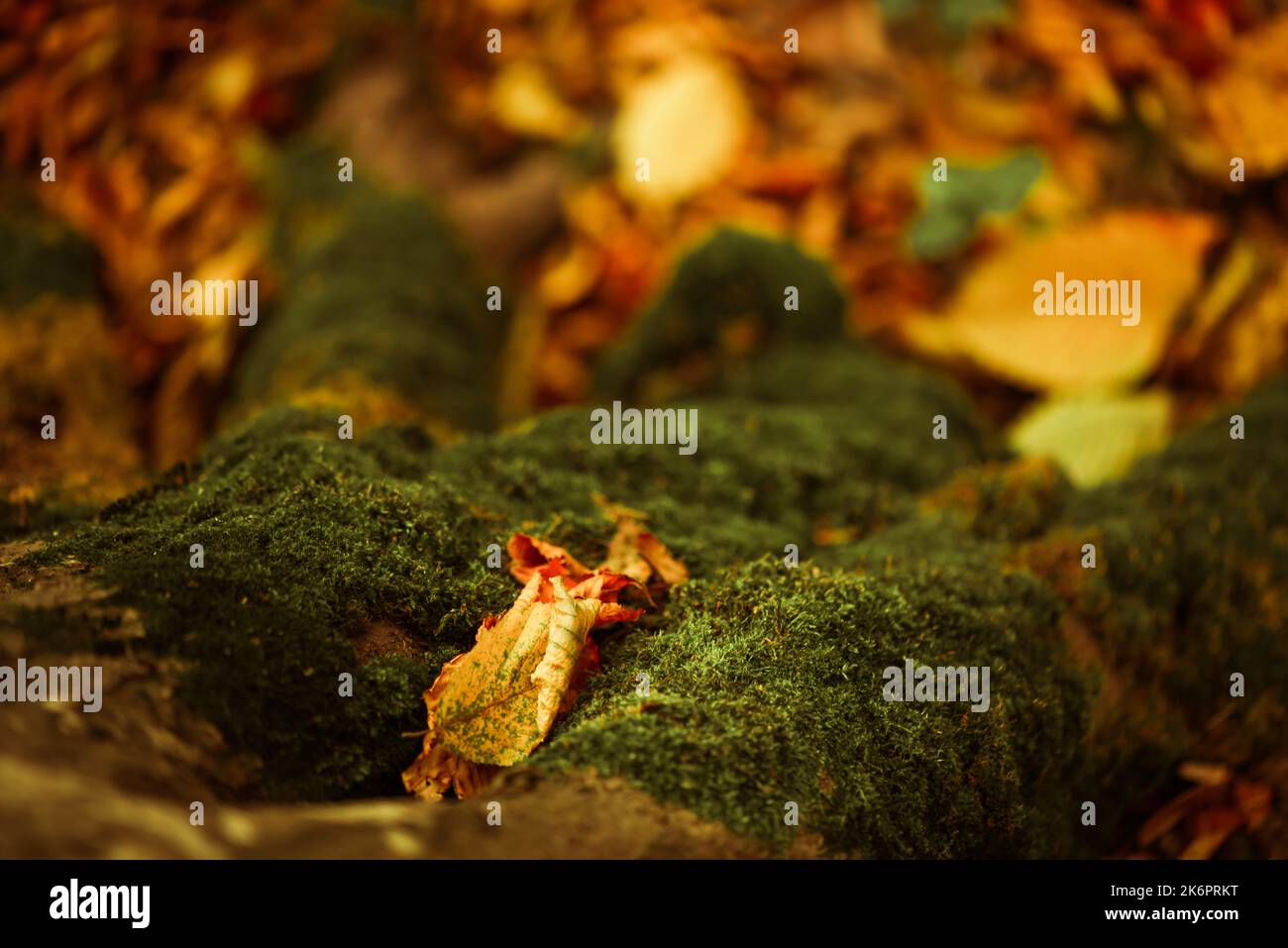 beautiful multicolor fall forest background with trees roots covered by ...