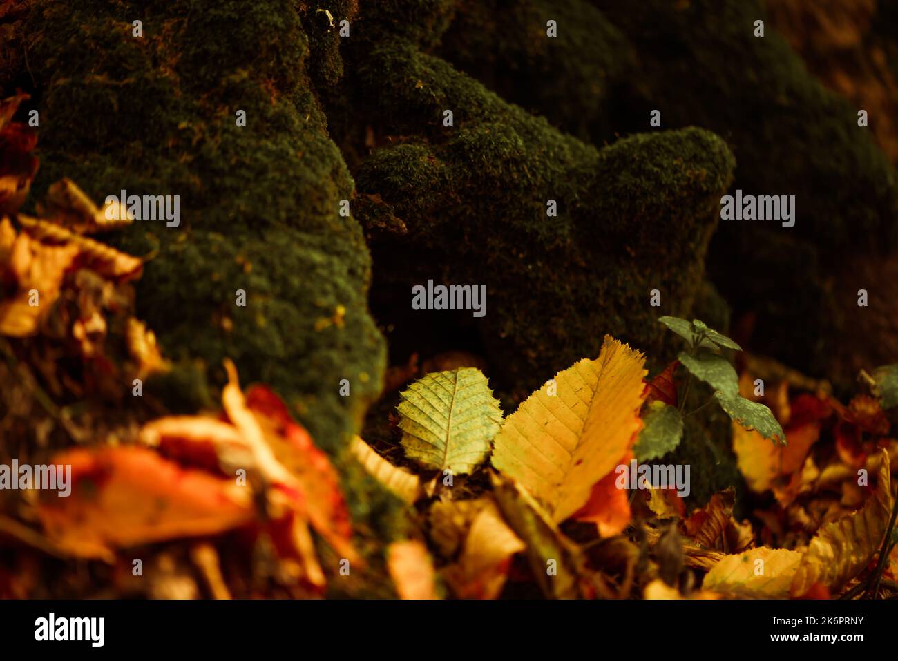 beautiful multicolor fall forest background with trees roots covered by ...