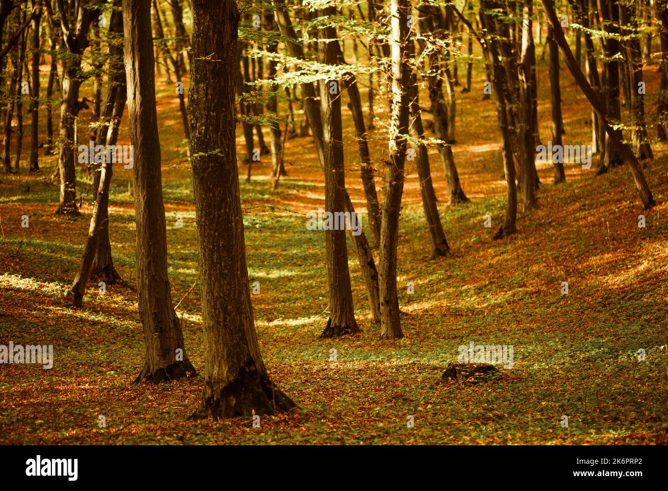 beautiful multicolor fall forest background with trees roots covered by ...
