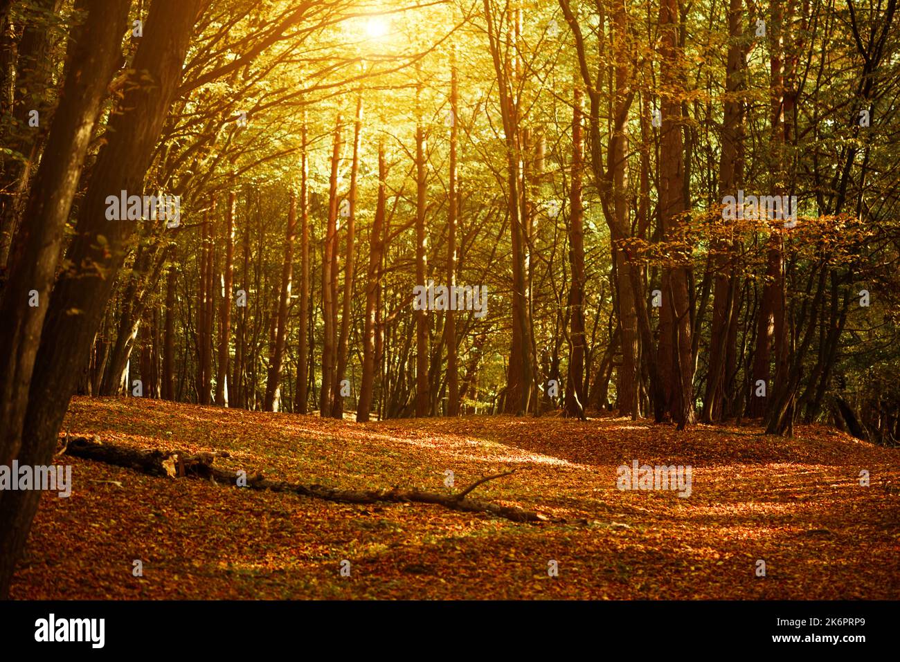 beautiful multicolor fall forest background with trees roots covered by ...