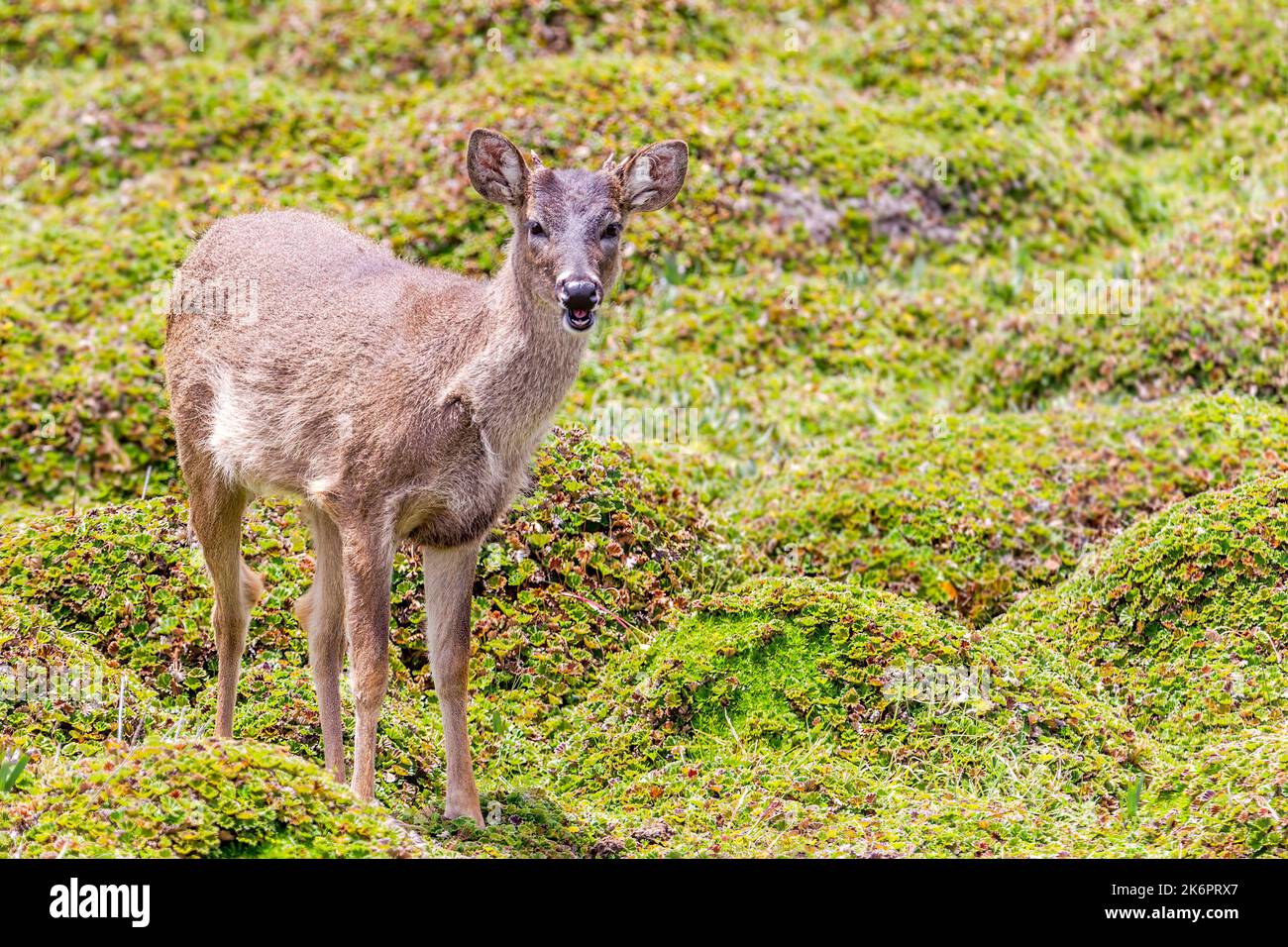 Whitetail deer, Antisana reserve, Ecuador Stock Photo - Alamy