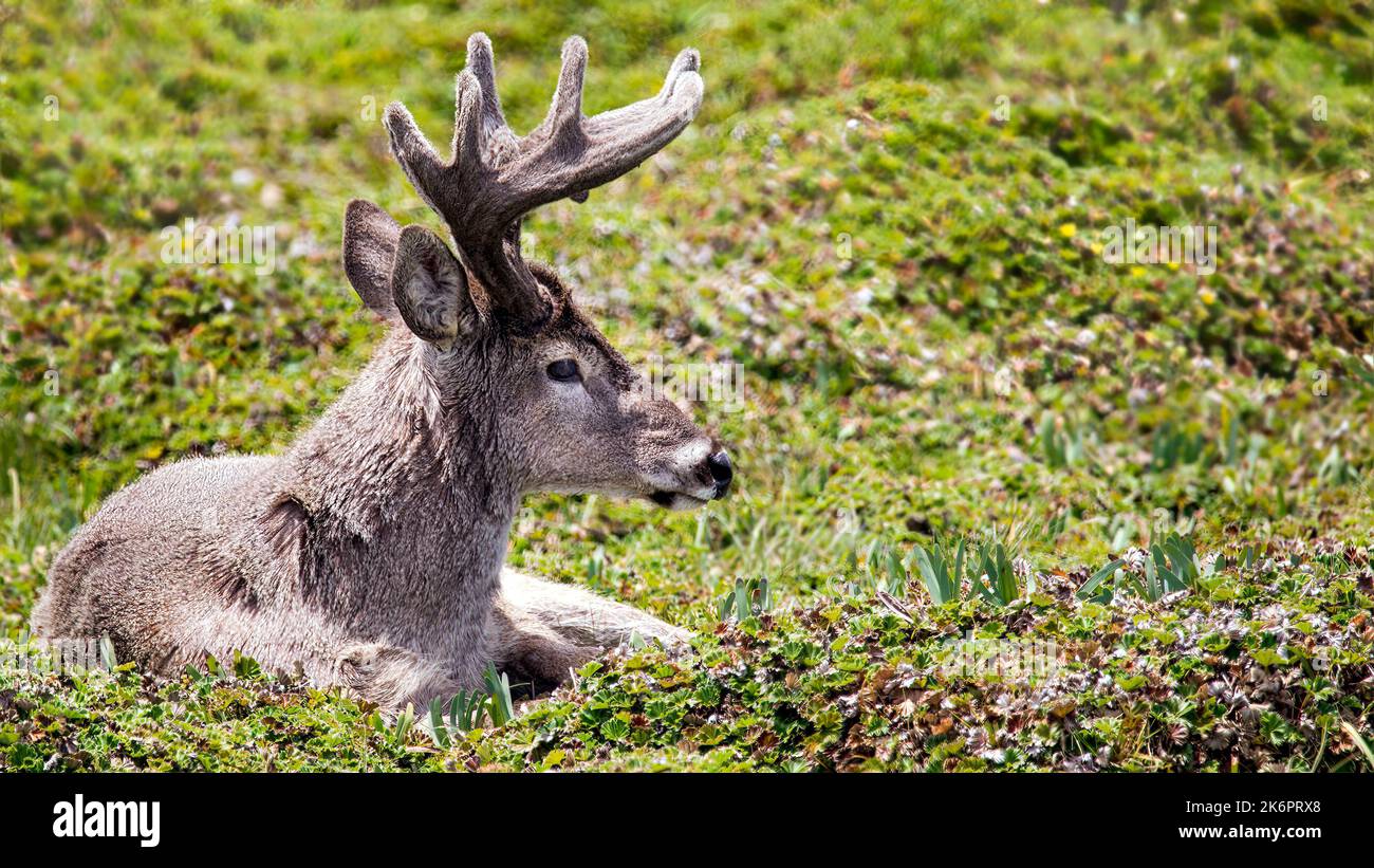 Whitetail deer, Antisana reserve, Ecuador Stock Photo - Alamy