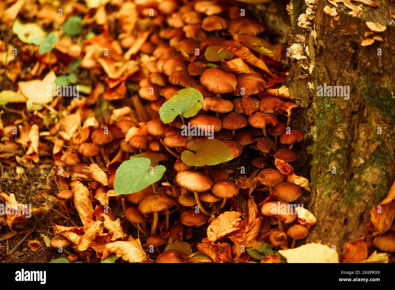 poisoned mushrooms growing in fall forest near at the roots of trees ...
