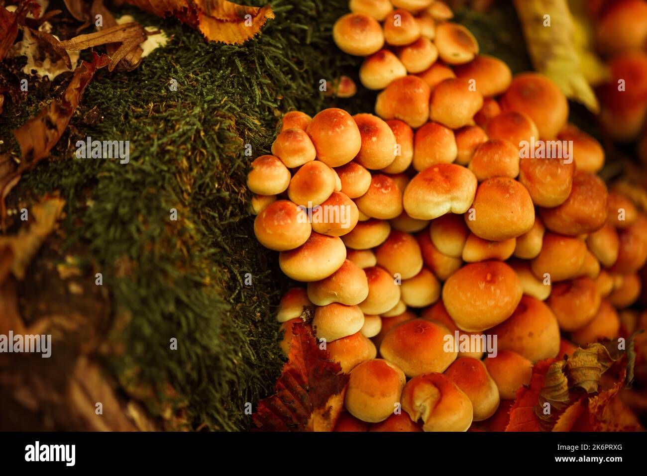 poisoned mushrooms growing in fall forest near at the roots of trees ...