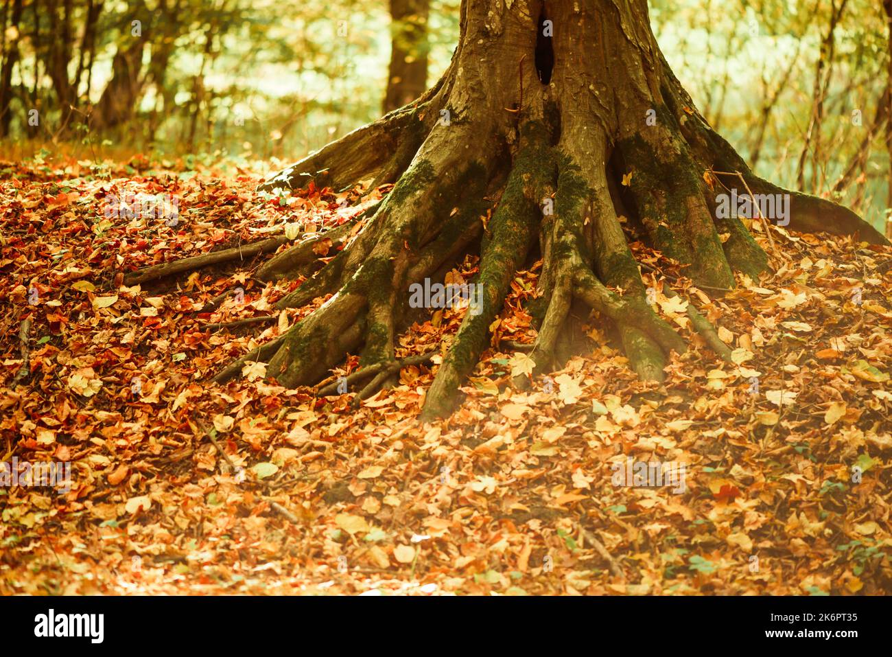 beautiful multicolor fall forest background with trees roots covered by ...