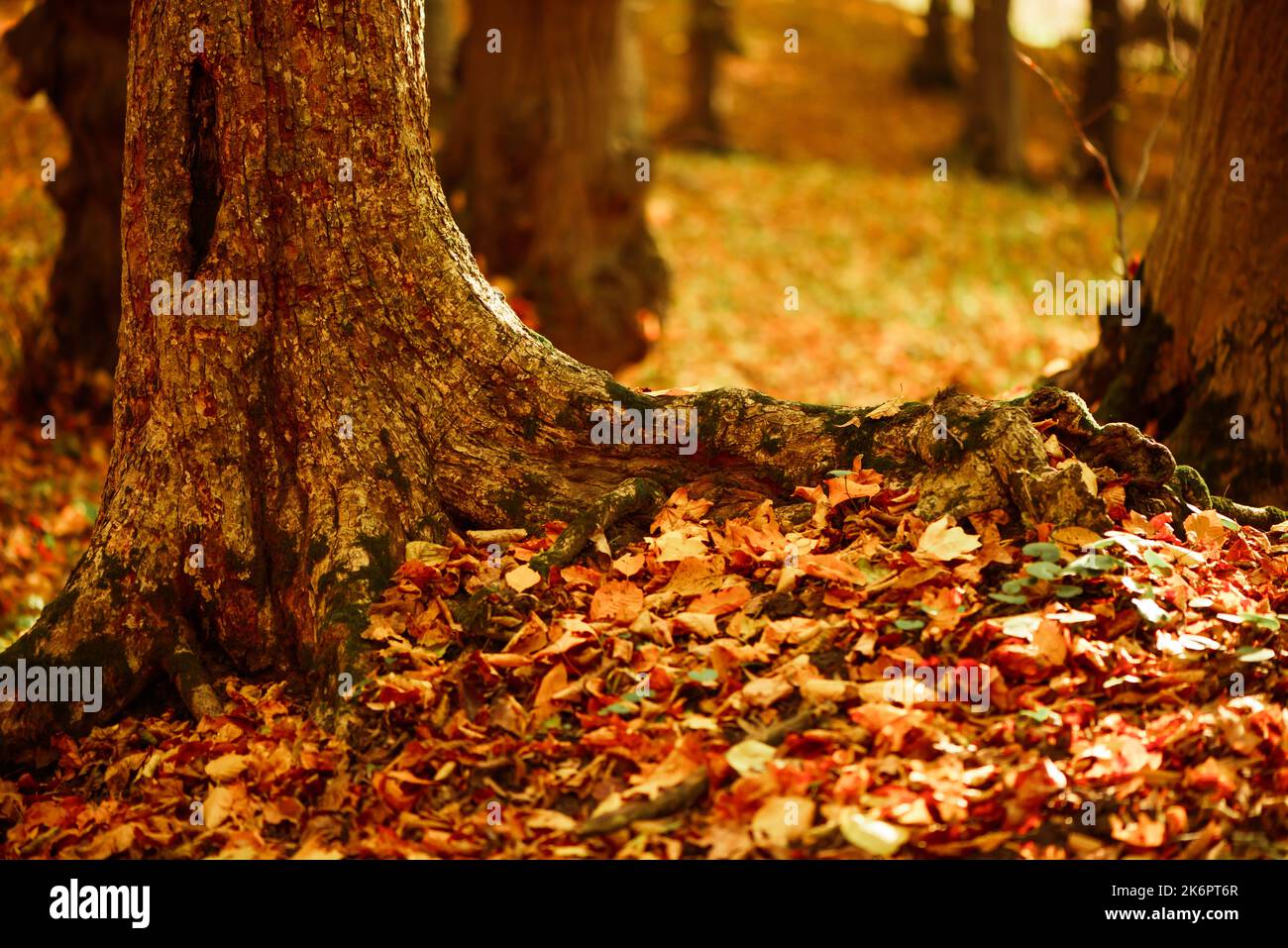 beautiful multicolor fall forest background with trees roots covered by ...