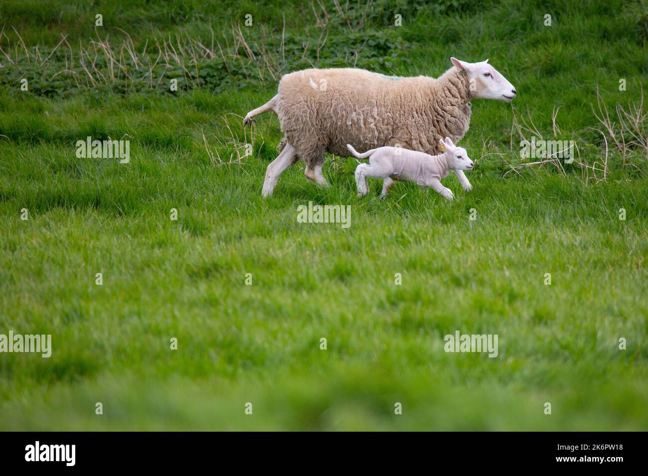 Female Sheep ( Ewe) with her new born lambs Stock Photo - Alamy