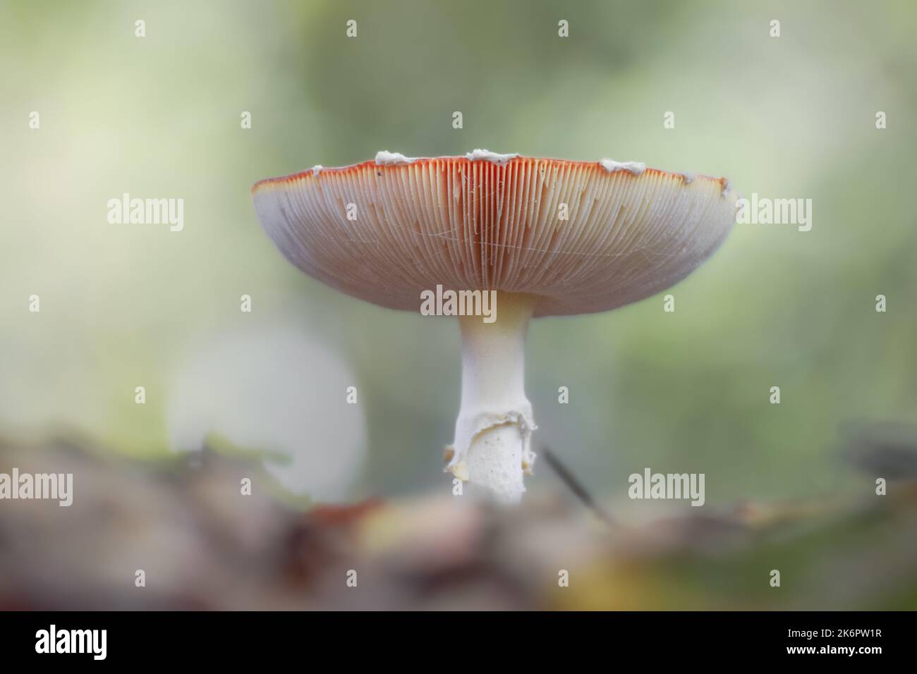 Red and white mushroom (fly agaric) with blurry bokeh background Stock ...