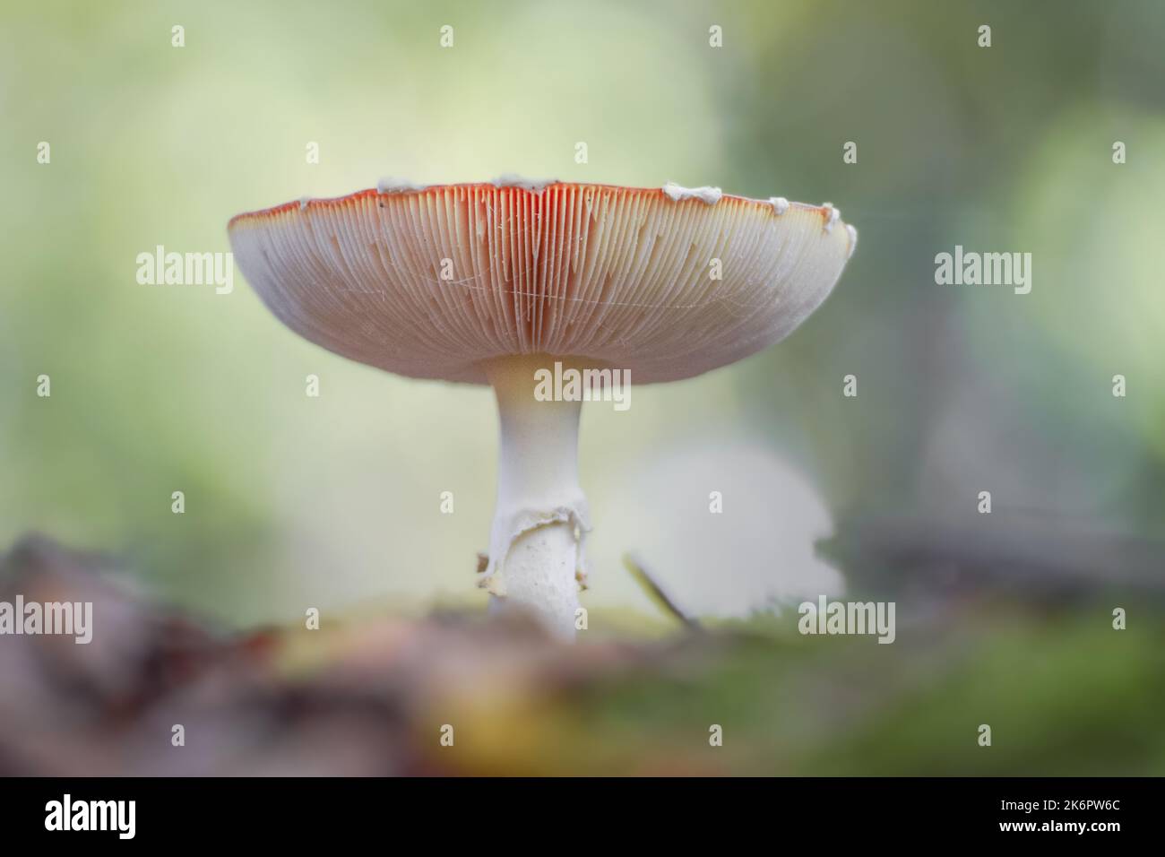 Red and white mushroom (fly agaric) with blurry bokeh background Stock ...