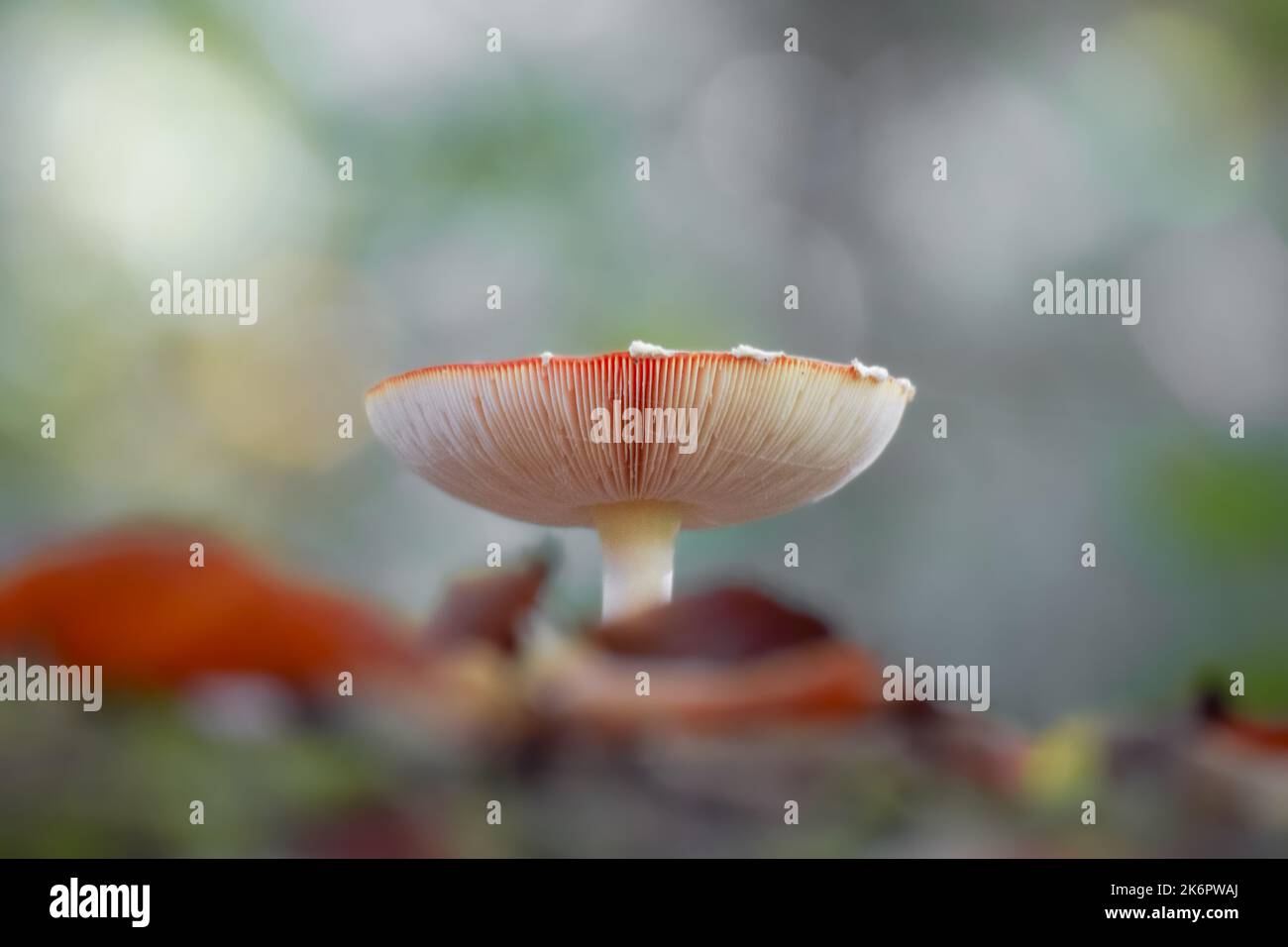 Red and white mushroom (fly agaric) with blurry bokeh background Stock ...