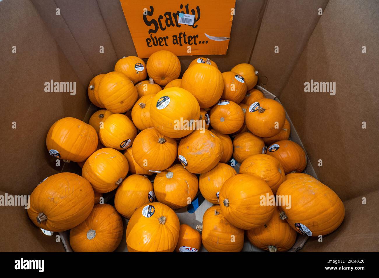 15 October 2022: Halloween pumpkins for sale at a supermarket, London ...