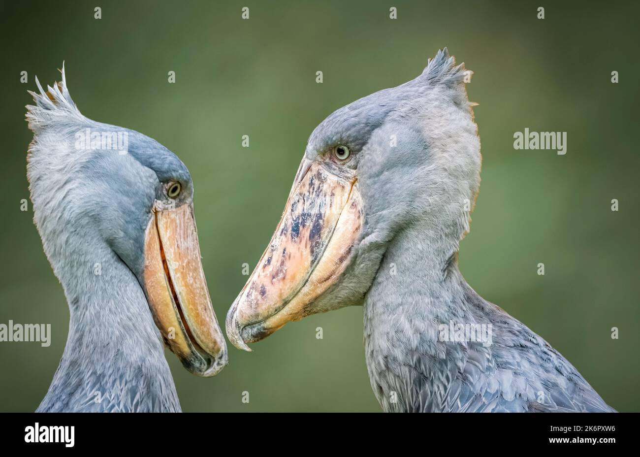 Two Shoebill Storks (Balaeniceps rex) also known as whalehead, whale ...