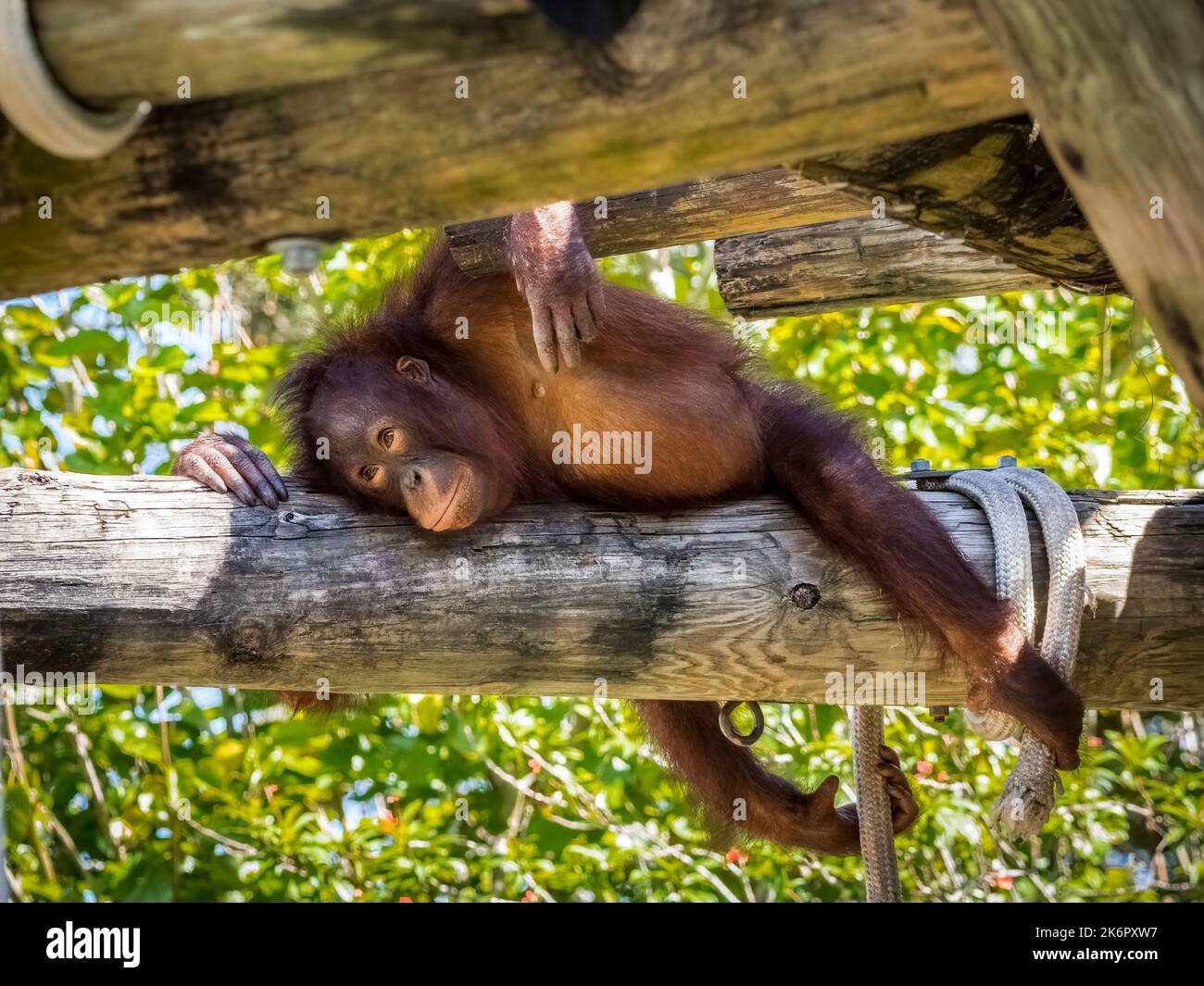 Zootampa at lowry park hi-res stock photography and images - Alamy