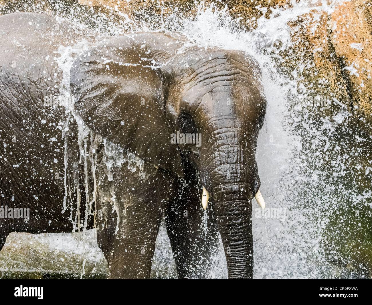 African Elephant cooling off under a stream of water at Zootampe at ...