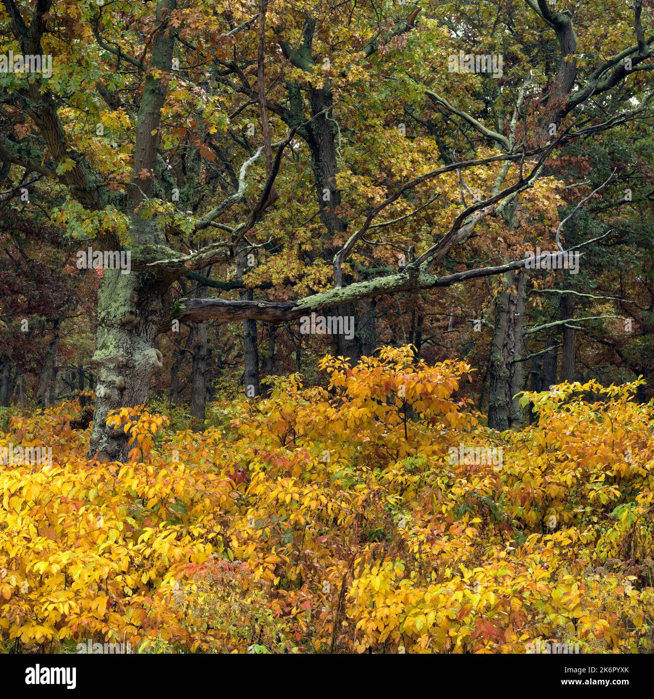 Bright yellow and orange sumac bushes set against a forest of oak trees ...