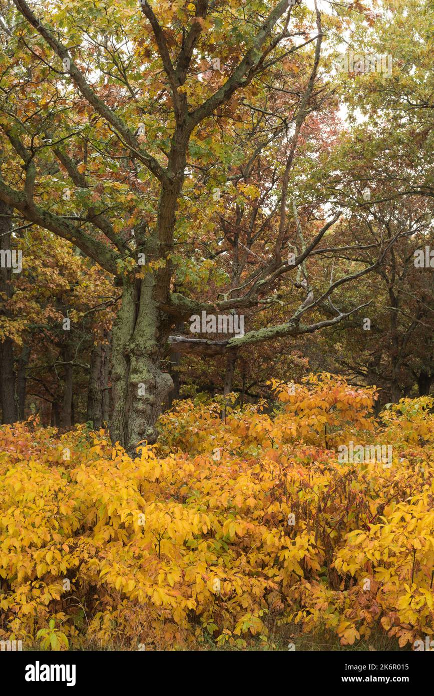 A northern Indiana hardwood forest explodes with bright colors of ...