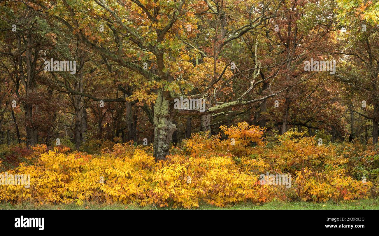 Vivid colors of autumn in a oak hardwood forest in northern Indiana ...