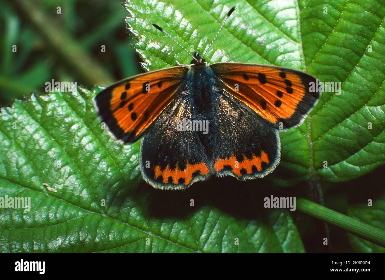 Beautiful small copper butterfly hi-res stock photography and images ...