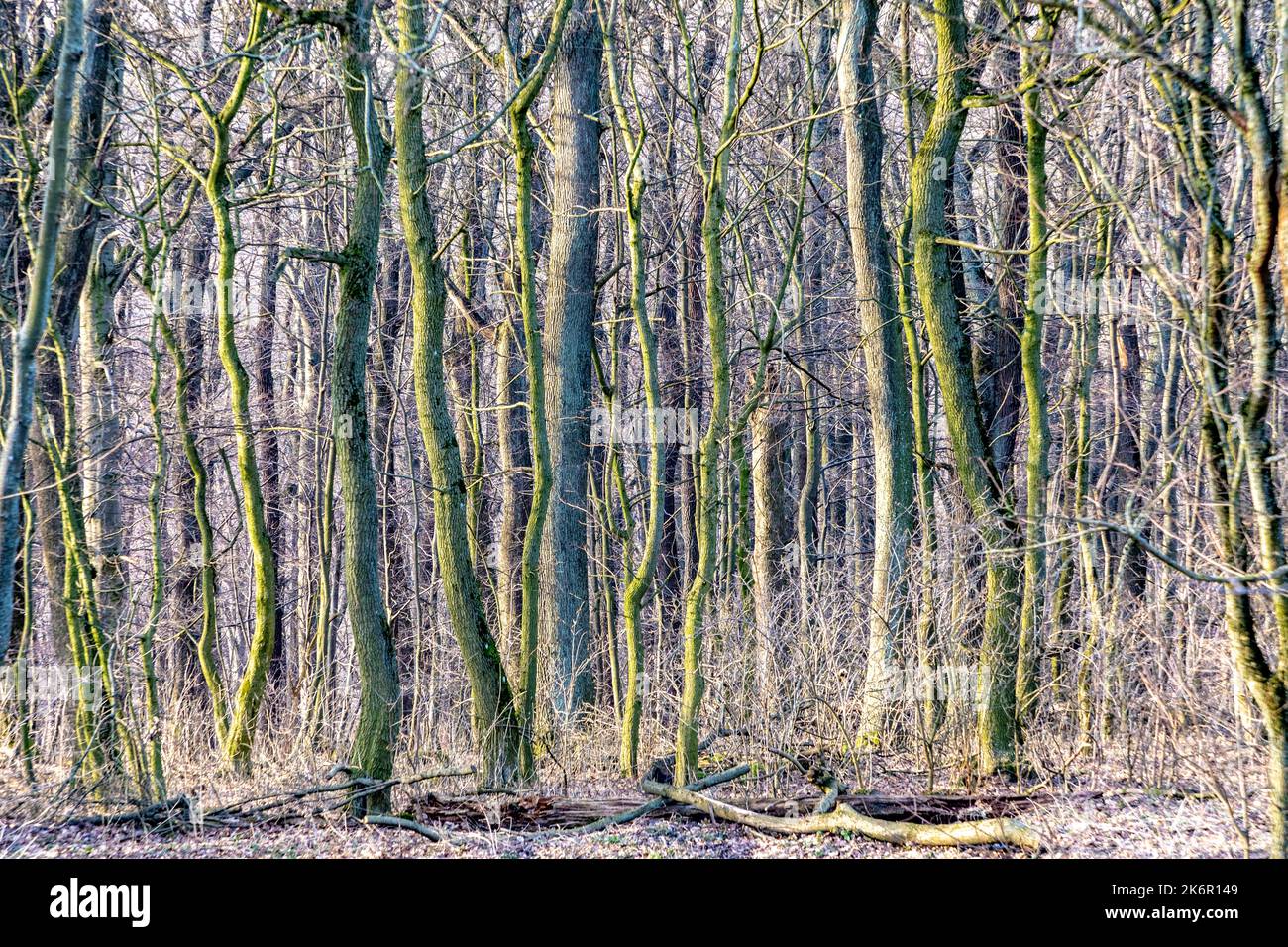 detail of forest in Vienna, the Wienerwald forest Stock Photo - Alamy
