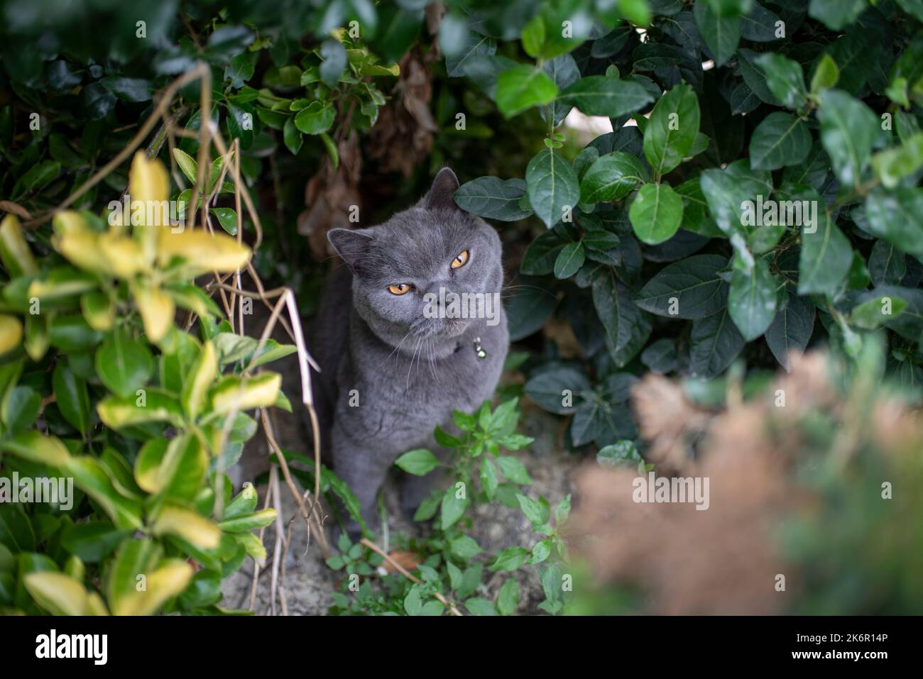 Cat in a bush hi-res stock photography and images - Alamy