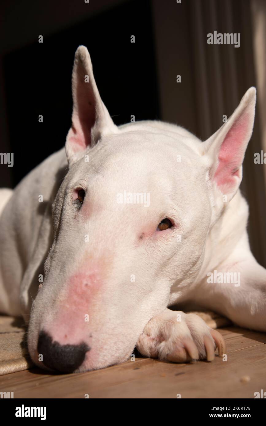White english bull terrier hi-res stock photography and images - Alamy