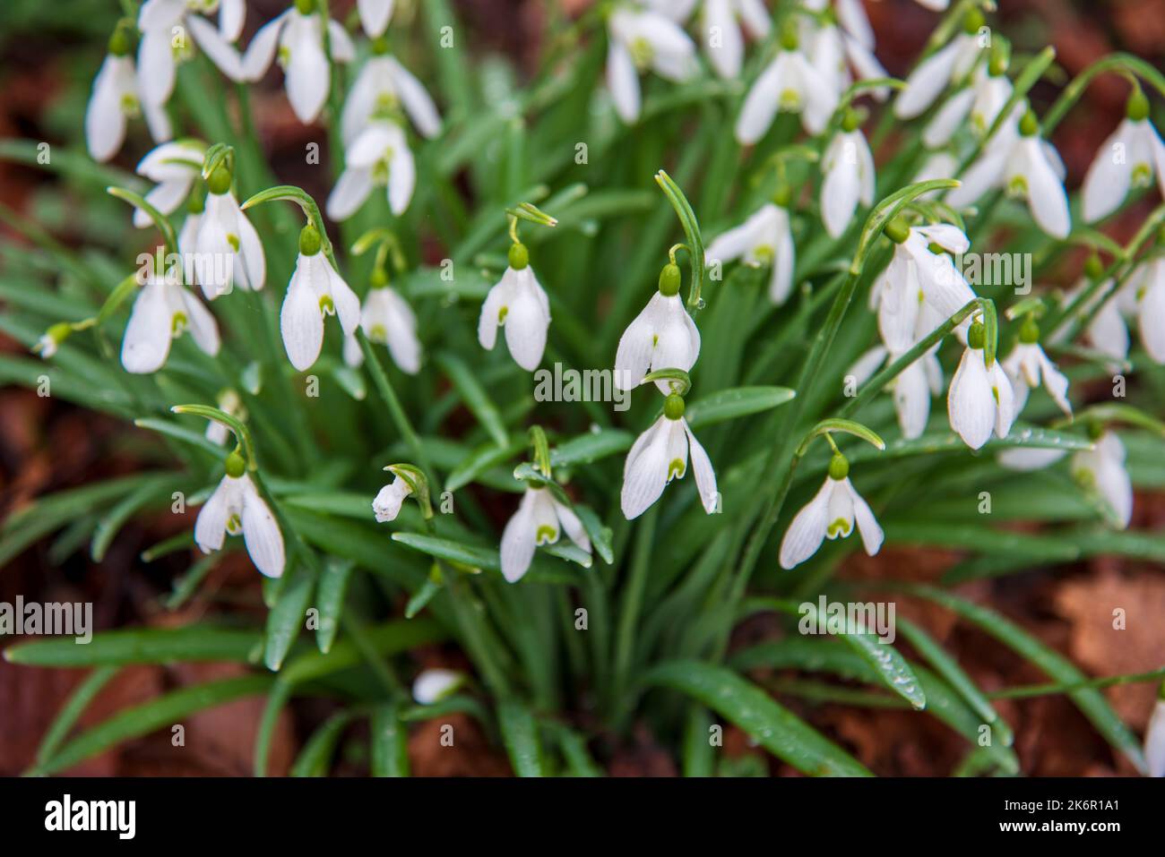 Snowdrops in the woods Stock Photo - Alamy