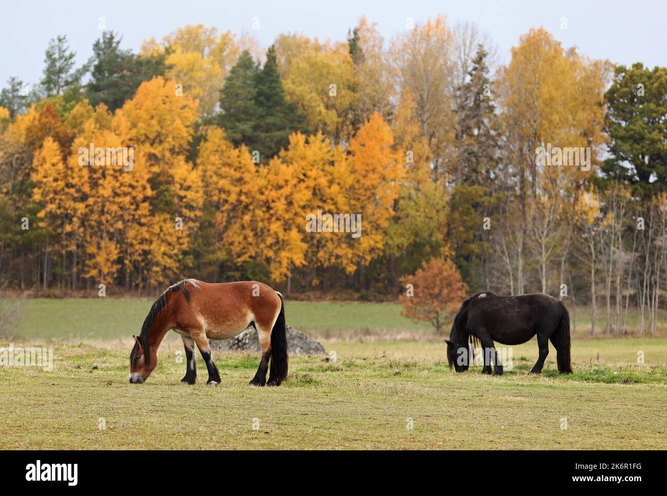 Seasonal weather, autumn colors in Östergötland county, Sweden Stock ...