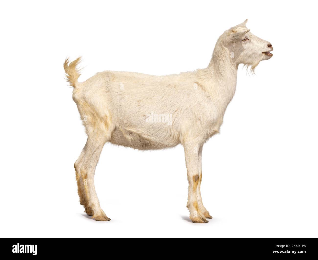 White goat standing side ways, looking to the side away from camera ...