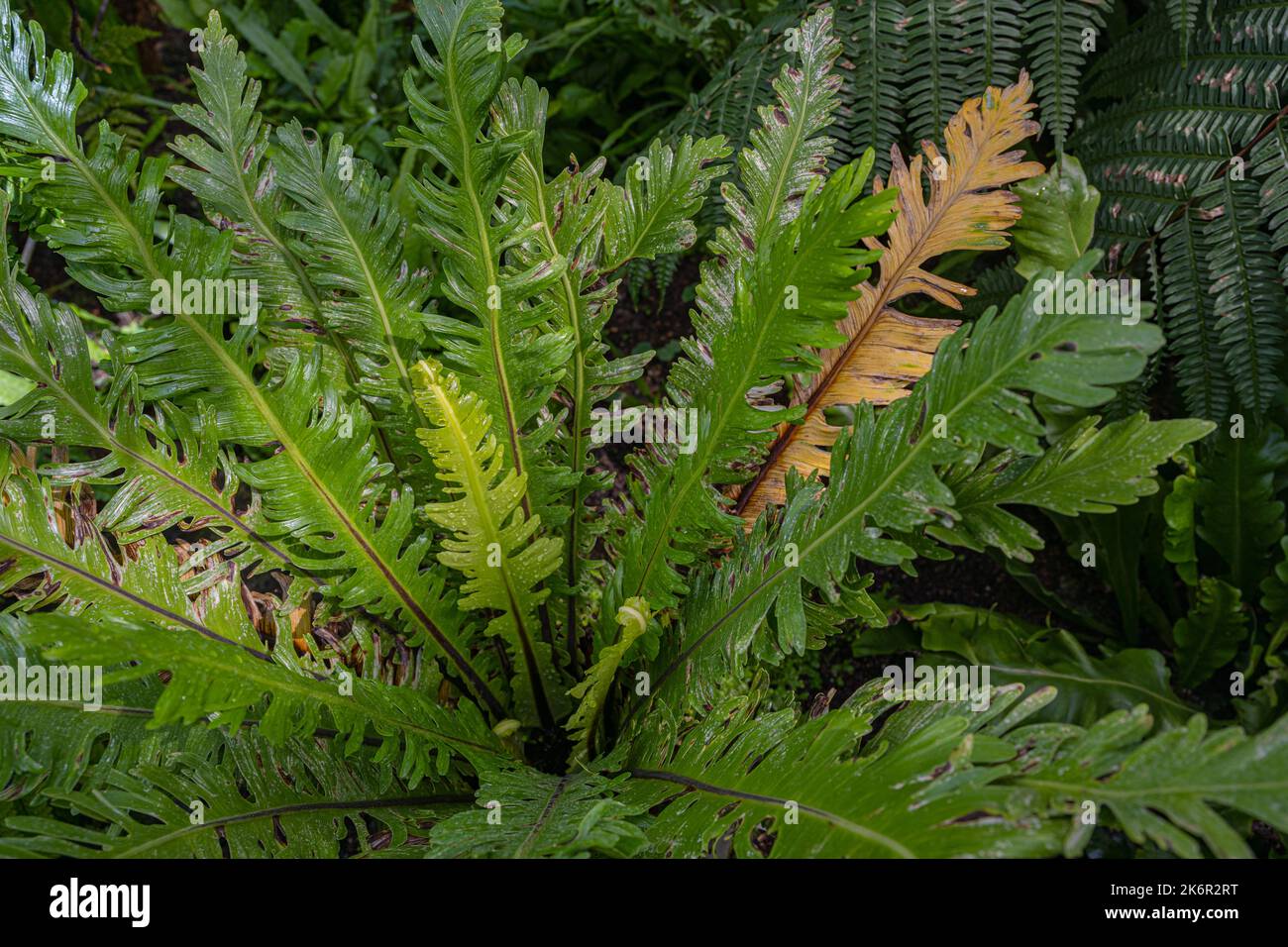 Beautiful asplenium nidus plant hi-res stock photography and images - Alamy