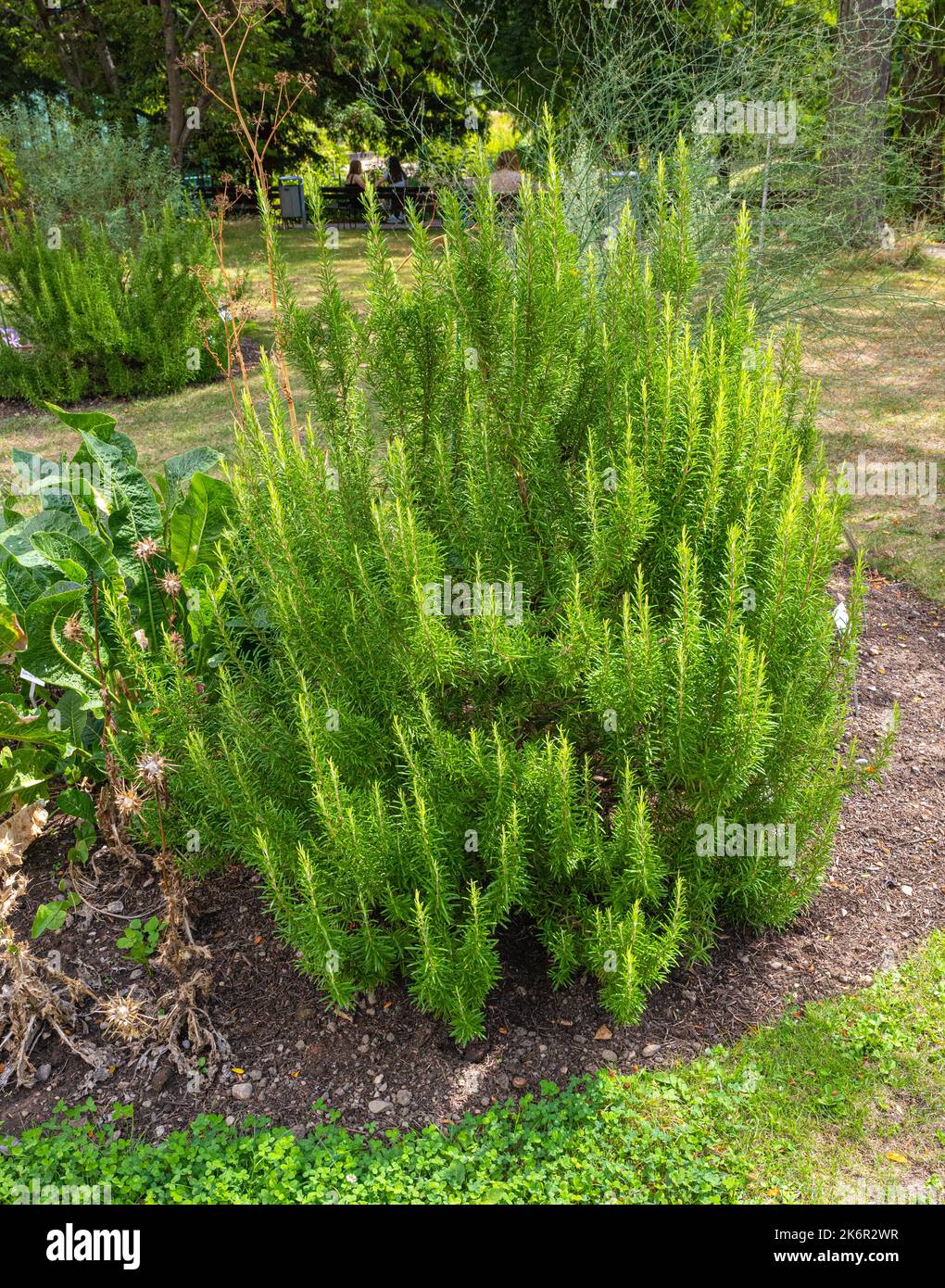 Plants rosmarinus hi-res stock photography and images - Alamy
