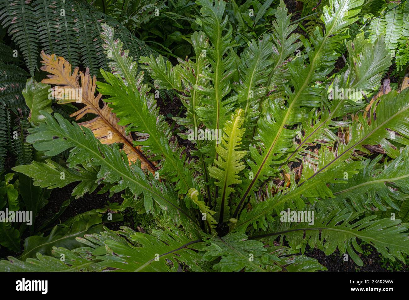 Beautiful asplenium nidus plant hi-res stock photography and images - Alamy