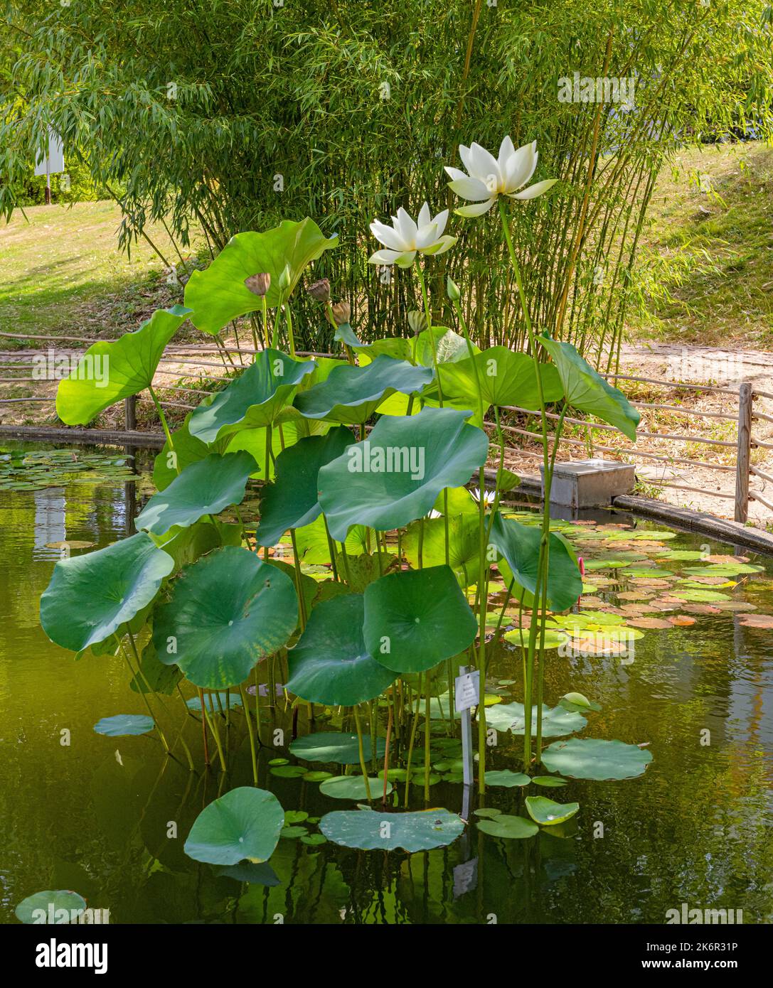 American Lotus Leaf (Nelumbo lutea) in a small pond. Botanical garden ...