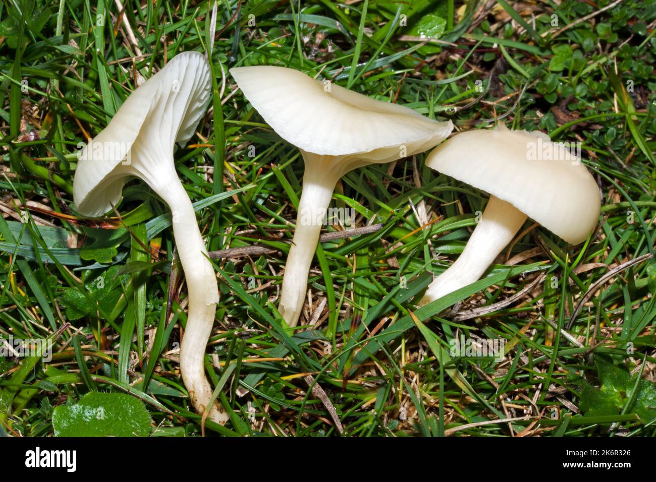 Fungus with north temperate distribution hi-res stock photography and ...