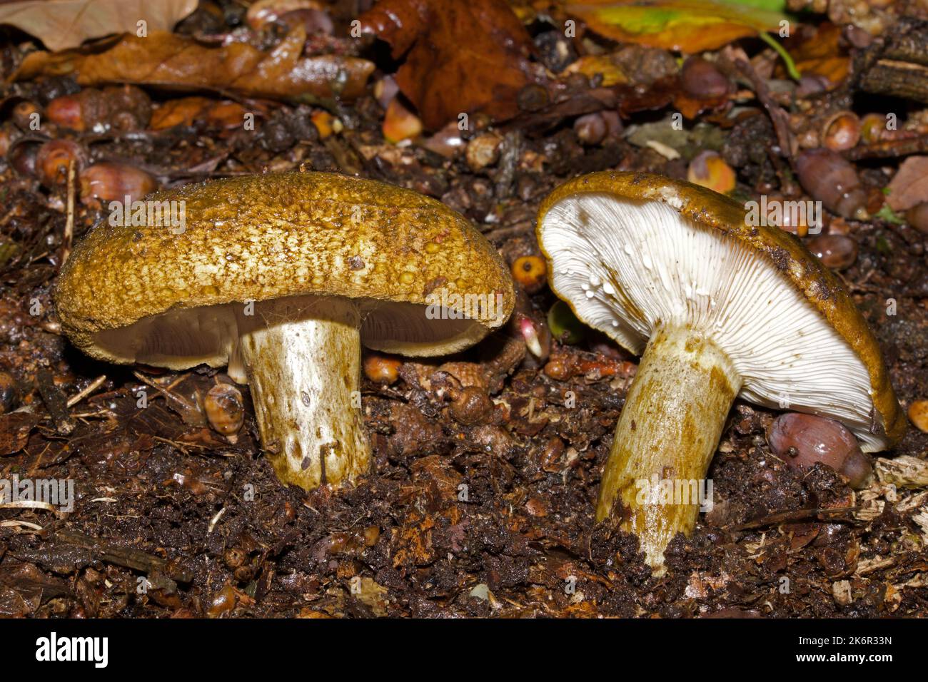 Lactarius turpis (ugly milk-cap) occurs in Europe and Siberia ...