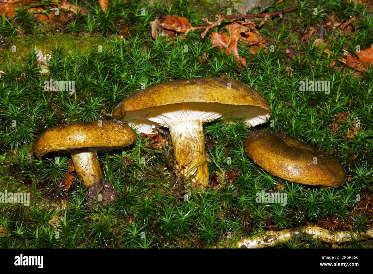 Lactarius turpis (ugly milk-cap) occurs in Europe and Siberia ...