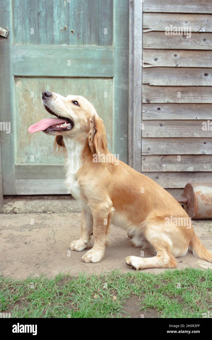 Springer Spaniels love to have fun, and this collection of images ...