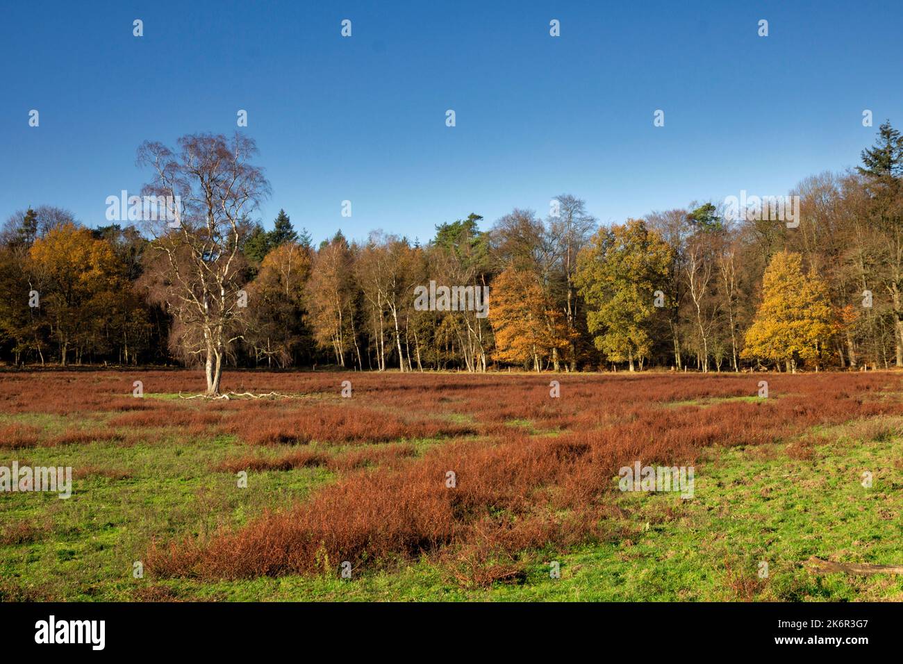 View over a field with autumn colours Stock Photo - Alamy