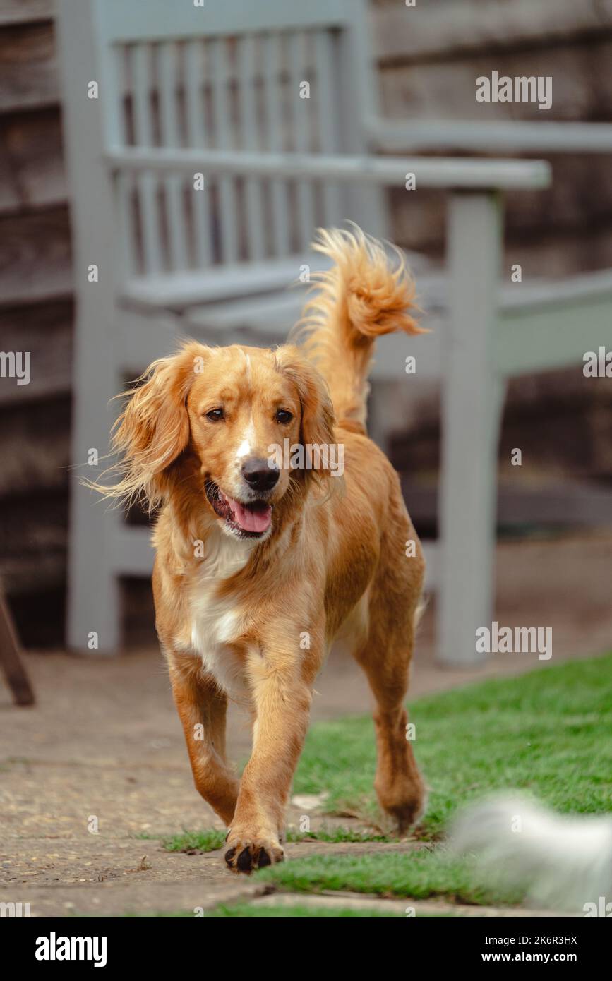 Springer Spaniels love to have fun, and this collection of images ...