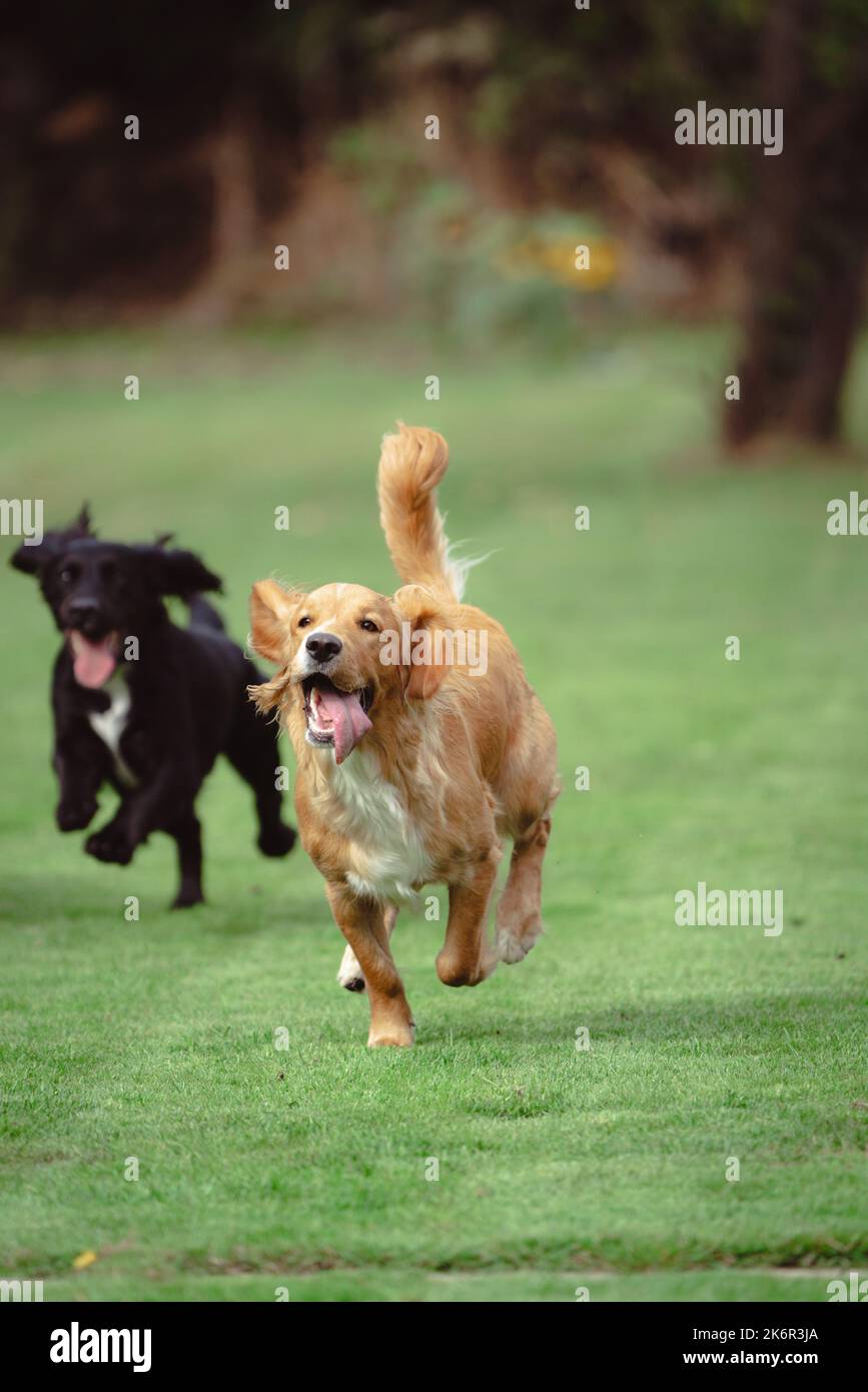 Springer Spaniels love to have fun, and this collection of images ...
