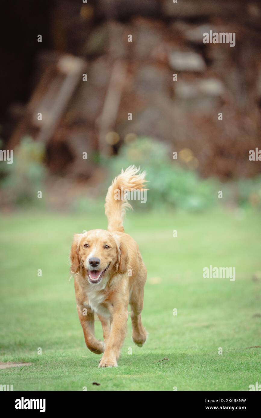 Springer Spaniels love to have fun, and this collection of images ...