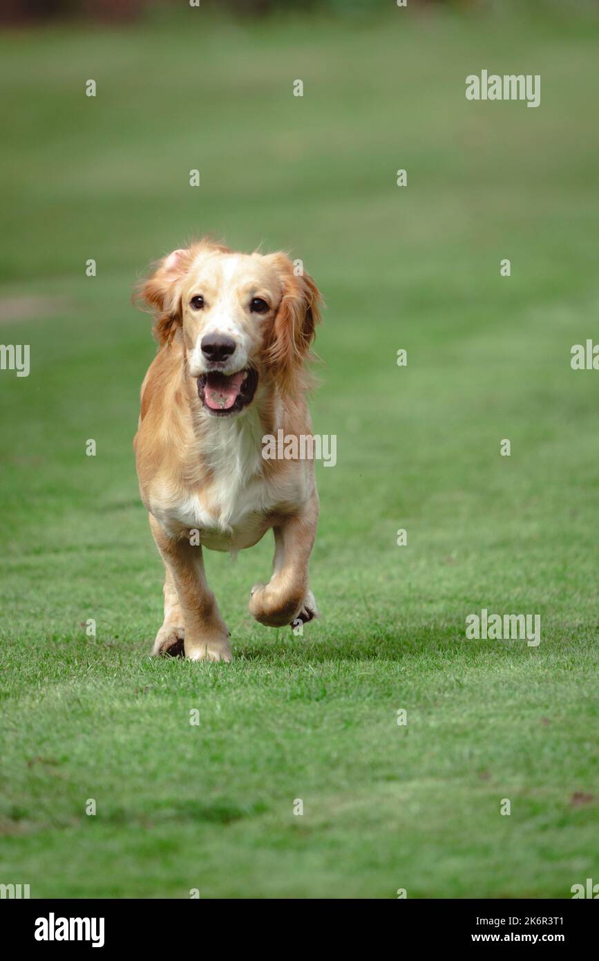 Springer Spaniels love to have fun, and this collection of images ...