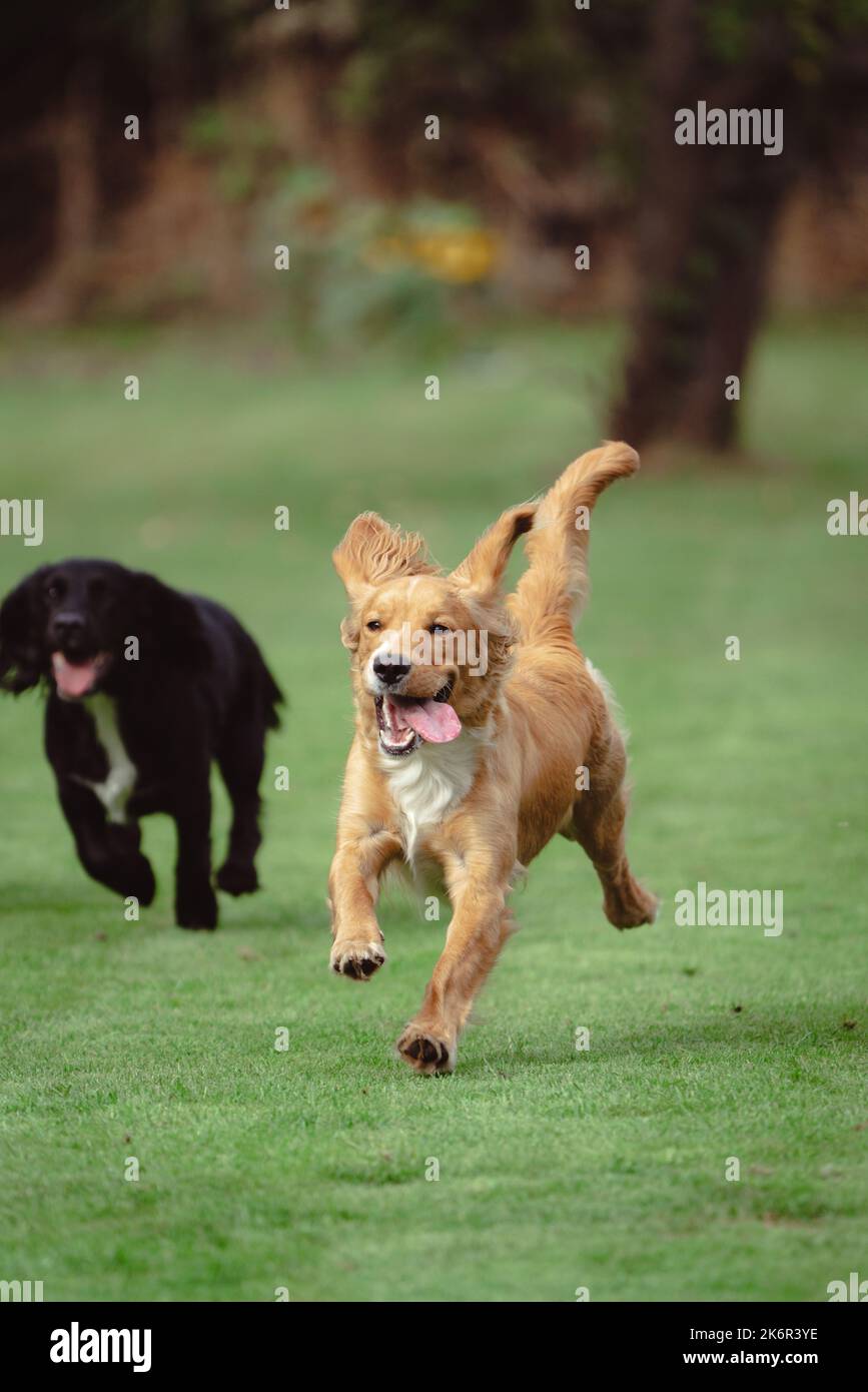 Springer Spaniels love to have fun, and this collection of images ...