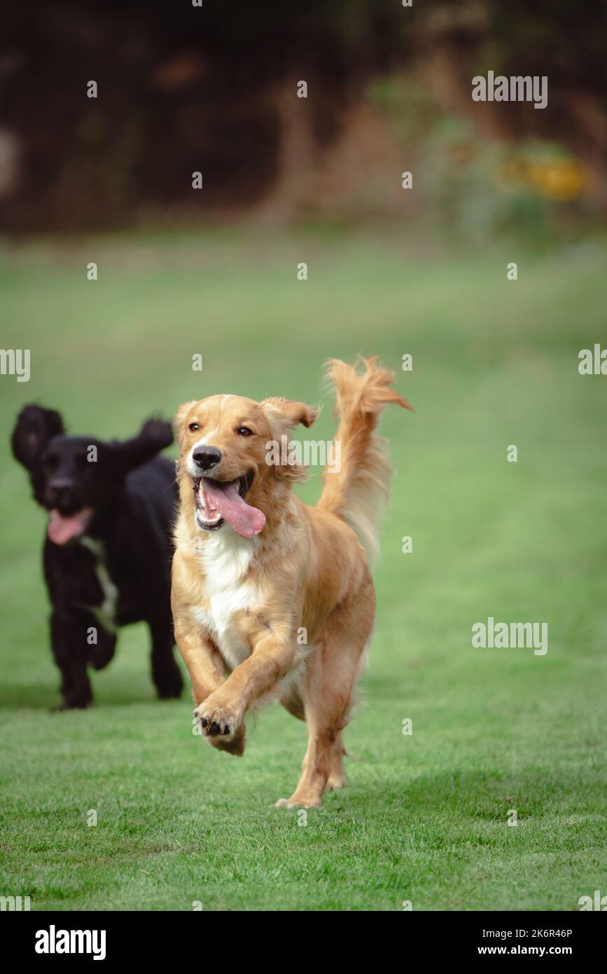 Springer Spaniels love to have fun, and this collection of images ...