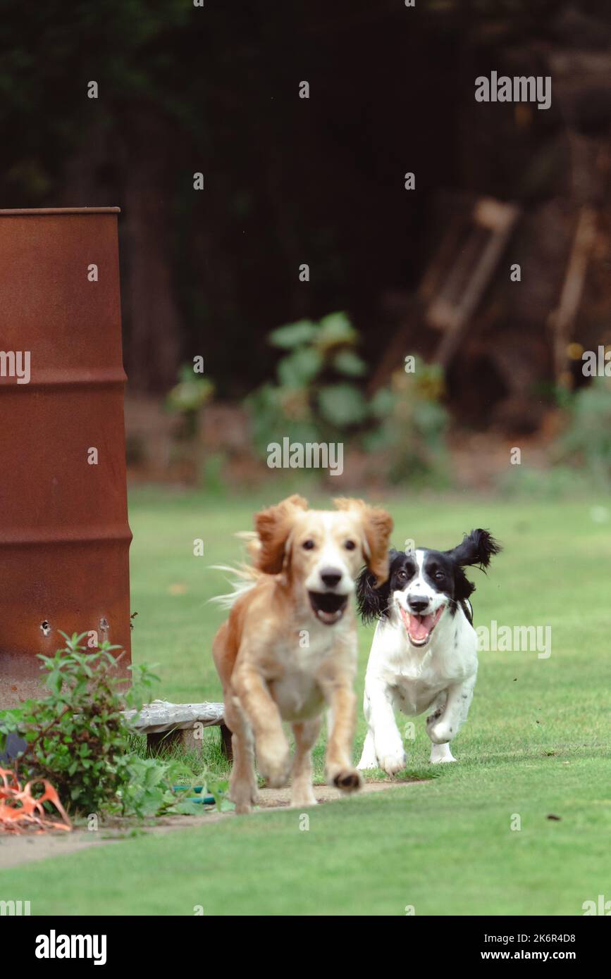 Springer Spaniels love to have fun, and this collection of images ...