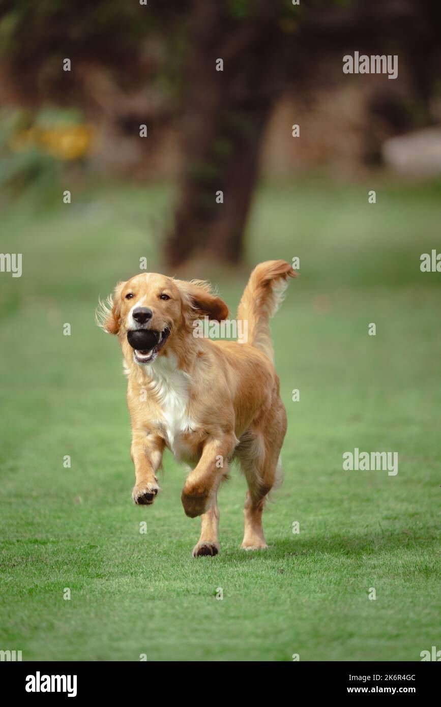 Springer Spaniels love to have fun, and this collection of images ...
