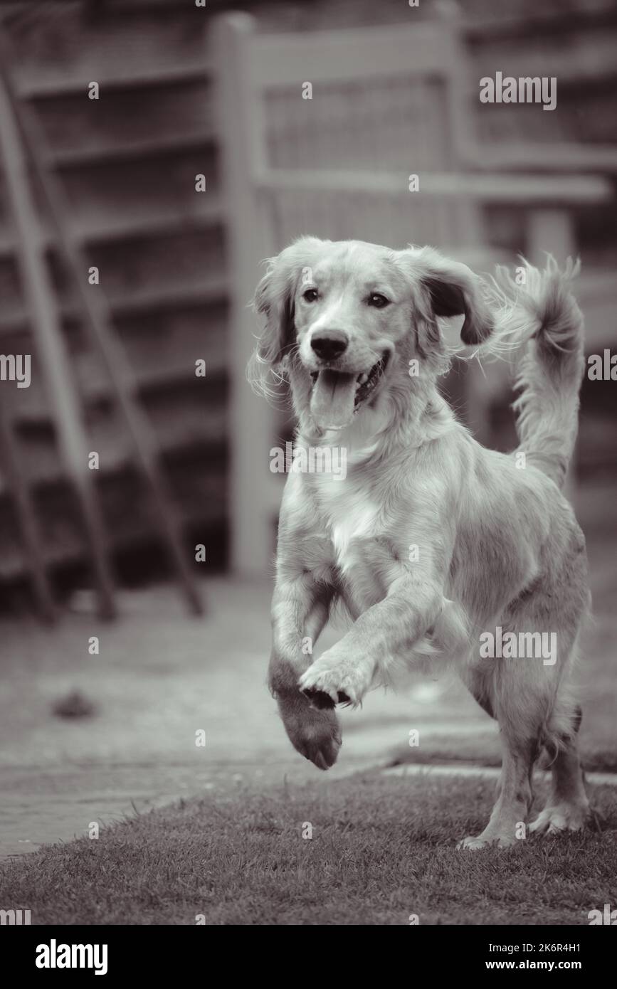Springer Spaniels love to have fun, and this collection of images ...