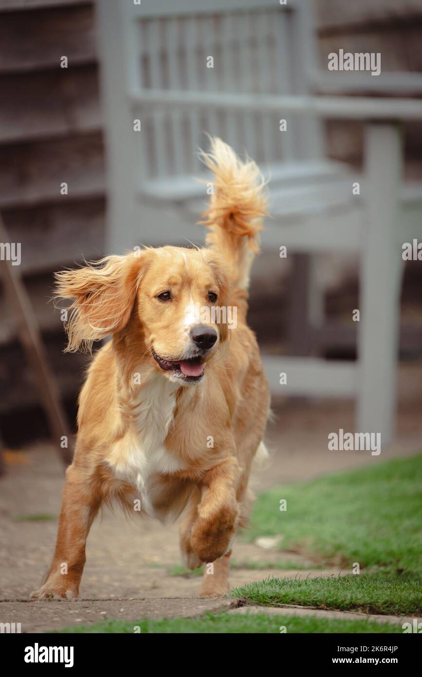 Springer Spaniels love to have fun, and this collection of images ...